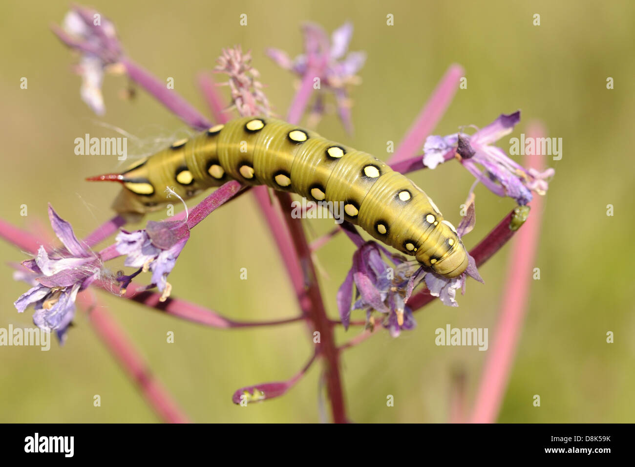 Hyles hi-res stock photography and images - Alamy