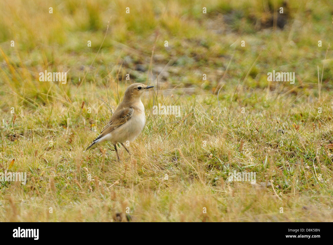 Northern wheatear hi-res stock photography and images - Alamy