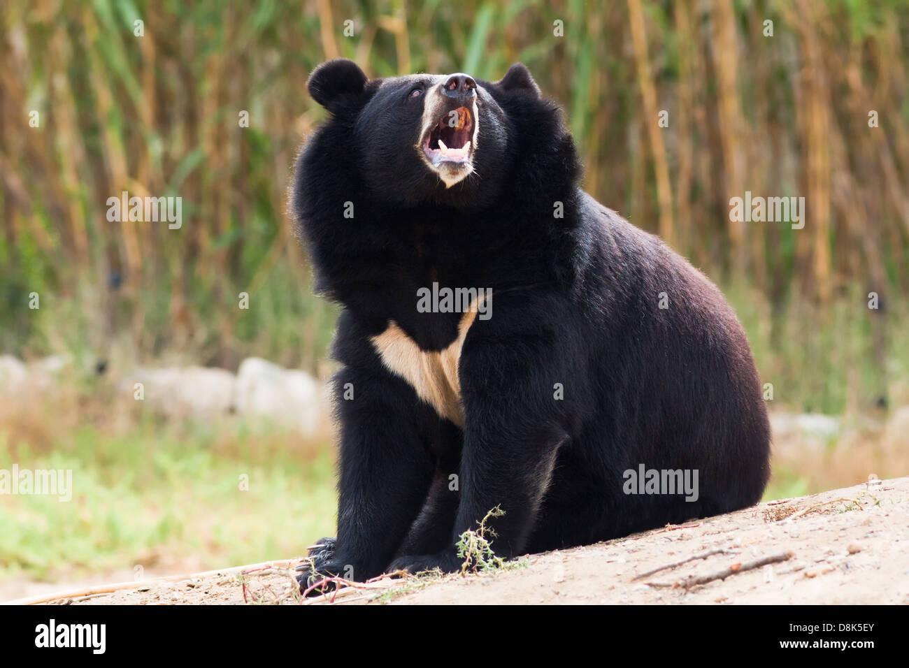 Black Bear Roar