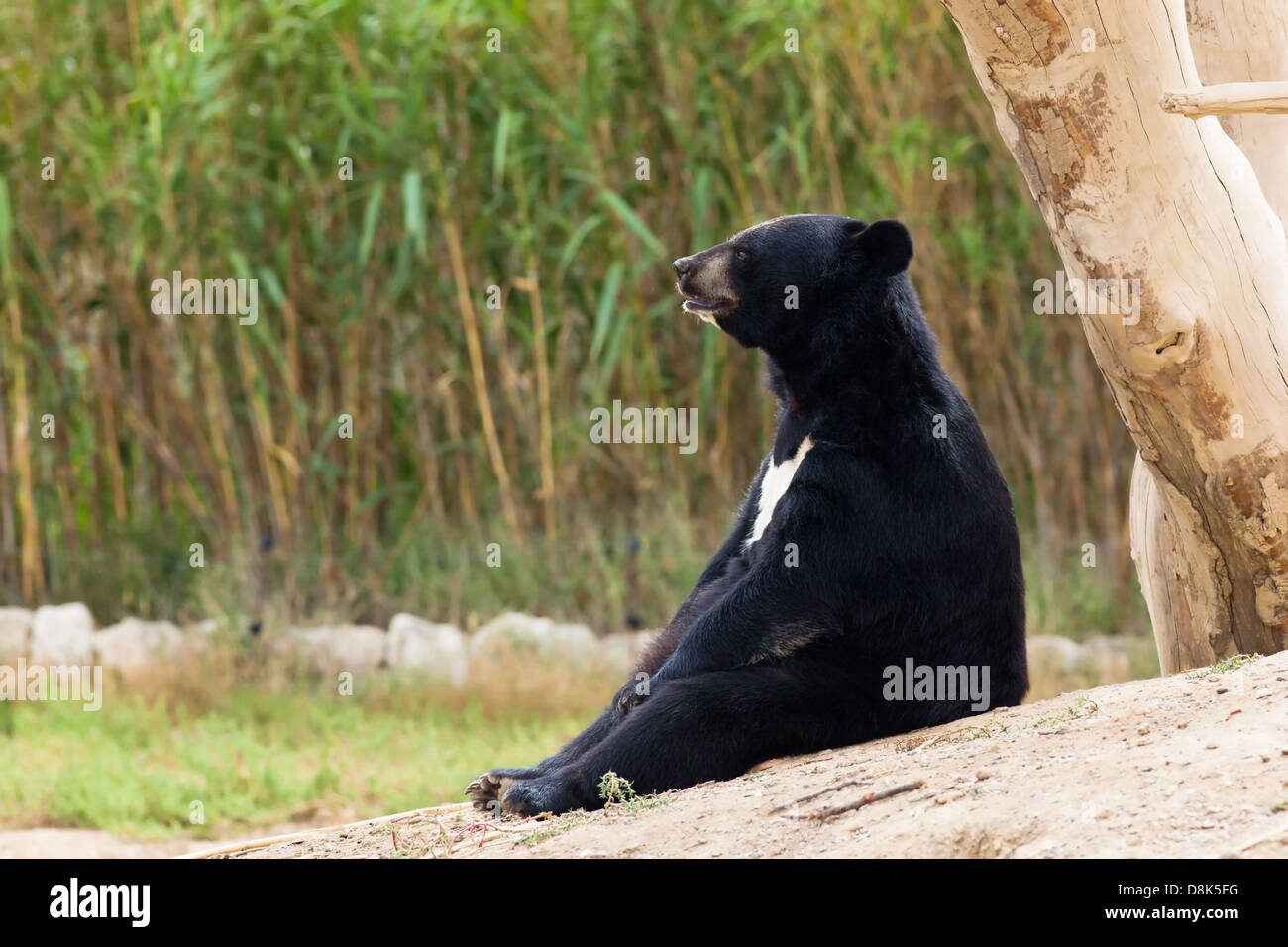 Asian Black Bear sit resting in nature Stock Photo - Alamy