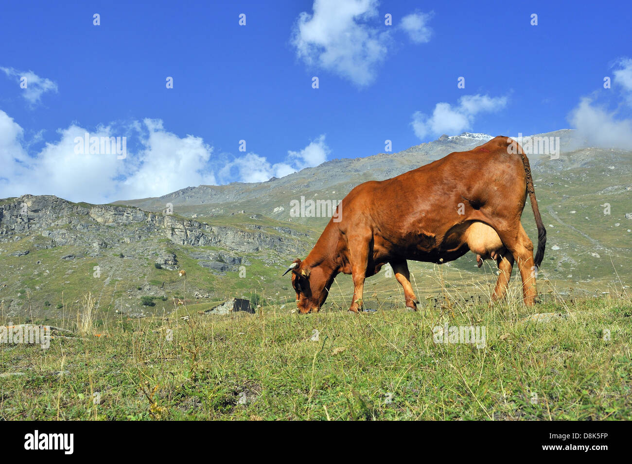 Limousin cattle hi-res stock photography and images - Alamy