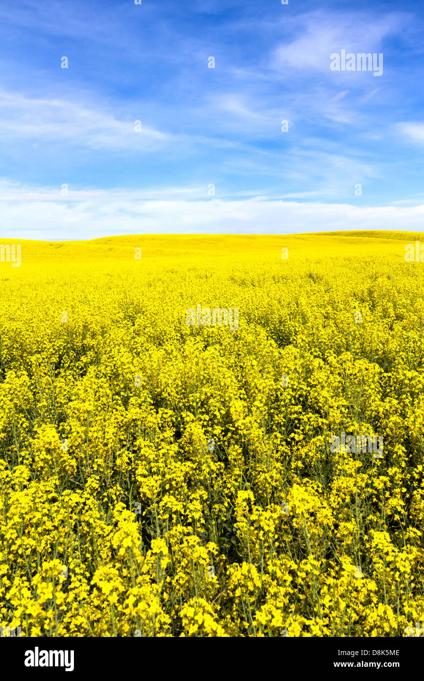 Yellow Canola Flower and blue sky in Palouse Washington State Stock ...