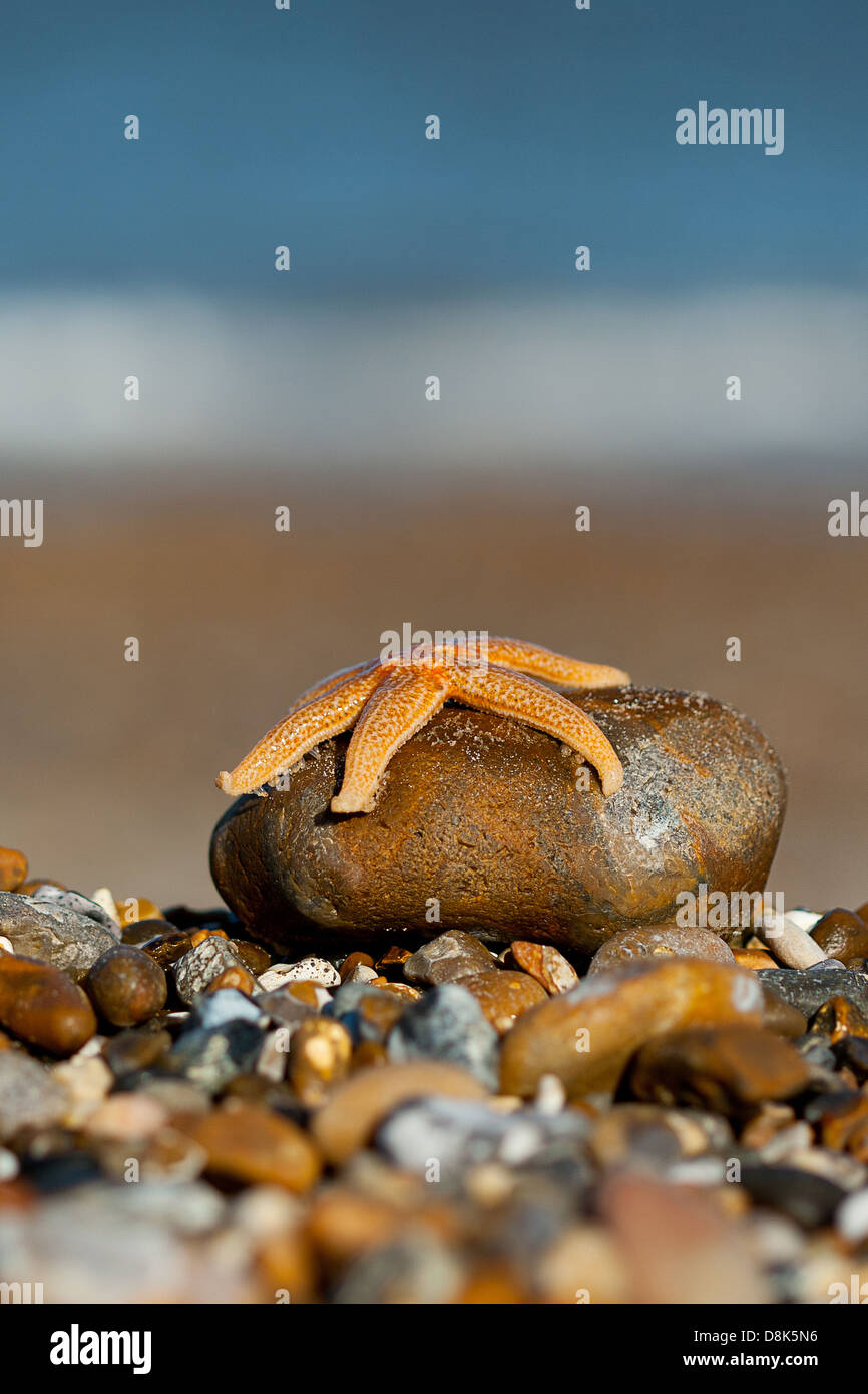 Starfish on a pebble beach Stock Photo - Alamy