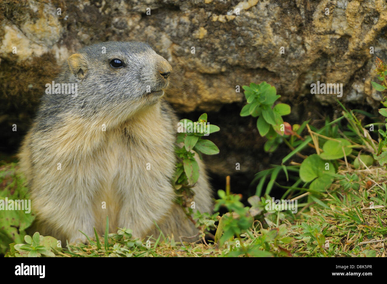 Marmotte marmots hi-res stock photography and images - Alamy