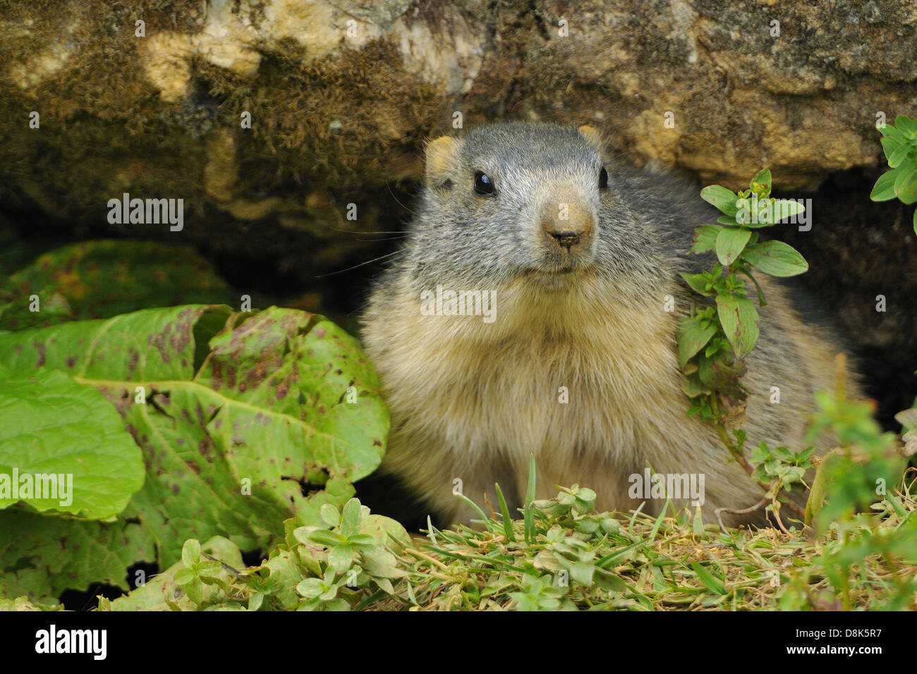 Approwing hi-res stock photography and images - Alamy