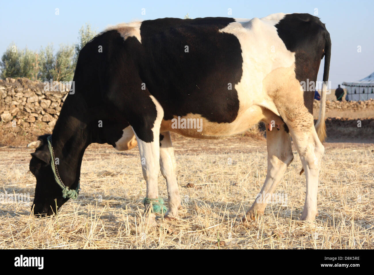 Cow herd stampede hi-res stock photography and images - Alamy