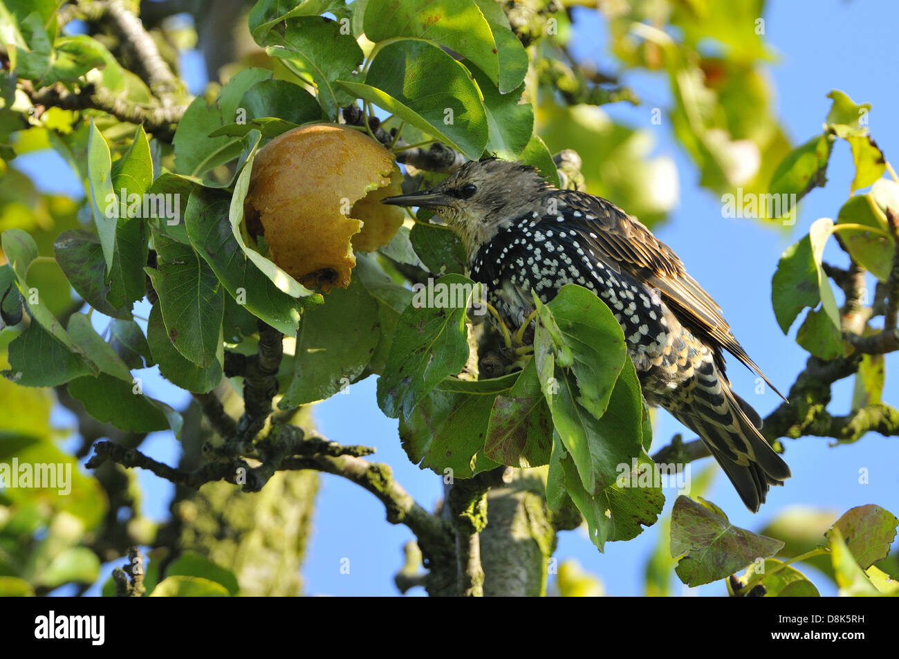 Common starling autumn migration hi-res stock photography and images ...