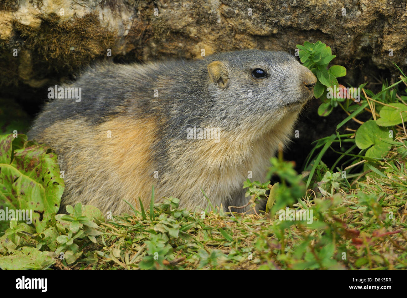 Alpenmurmeltiere hi-res stock photography and images - Alamy