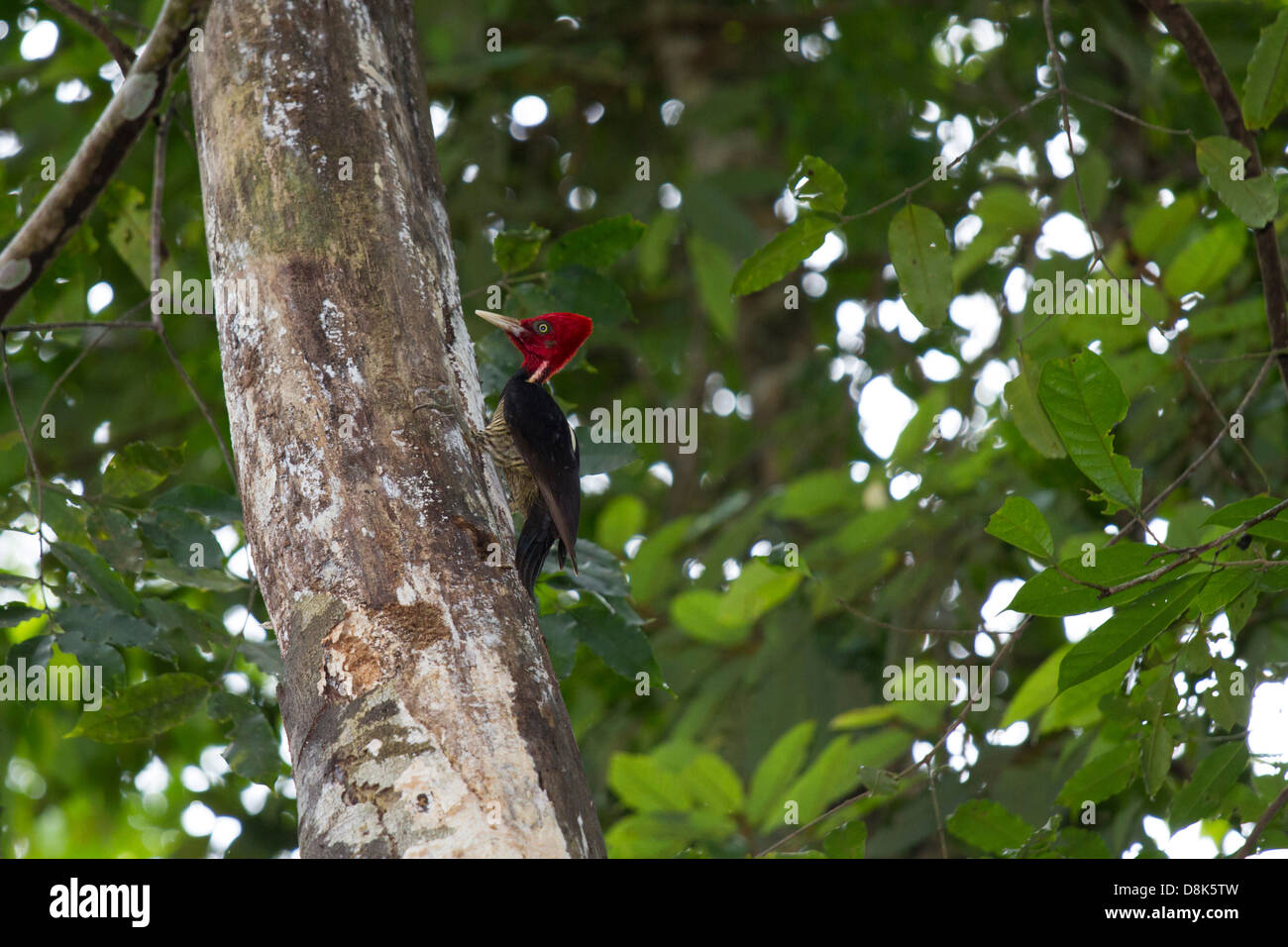 Lineated Woodpecker, Dryocopus lineatus, Corcovado National Park, Costa ...