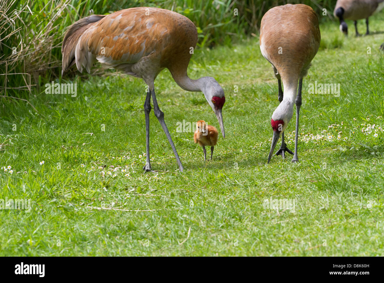 Crane bird baby hi-res stock photography and images - Alamy
