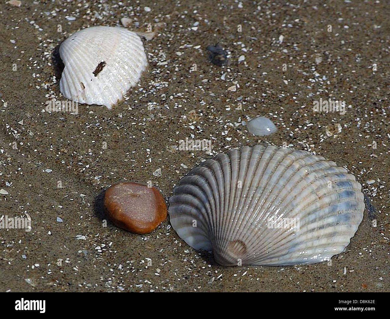 A collection of seashells scattered across sandy beaches. The shells ...