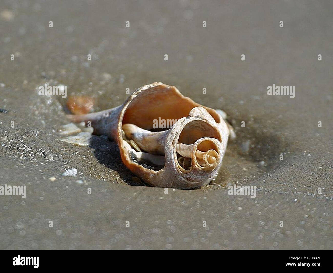 Various seashells are scattered across the sand on an ocean beach, with ...