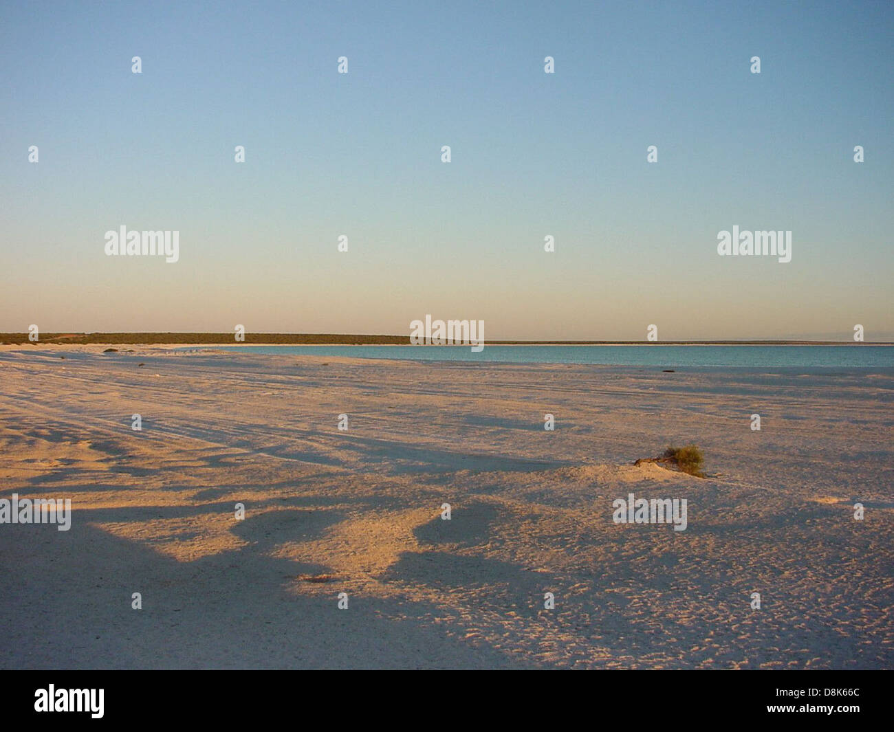 Shell beach shark bay Stock Photo - Alamy