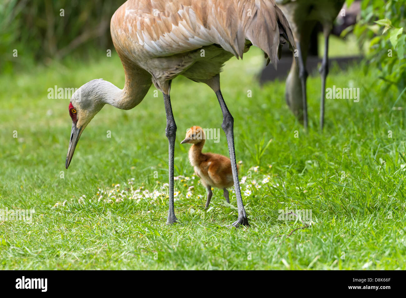 sandhill crane and 7 days old baby chick Stock Photo - Alamy