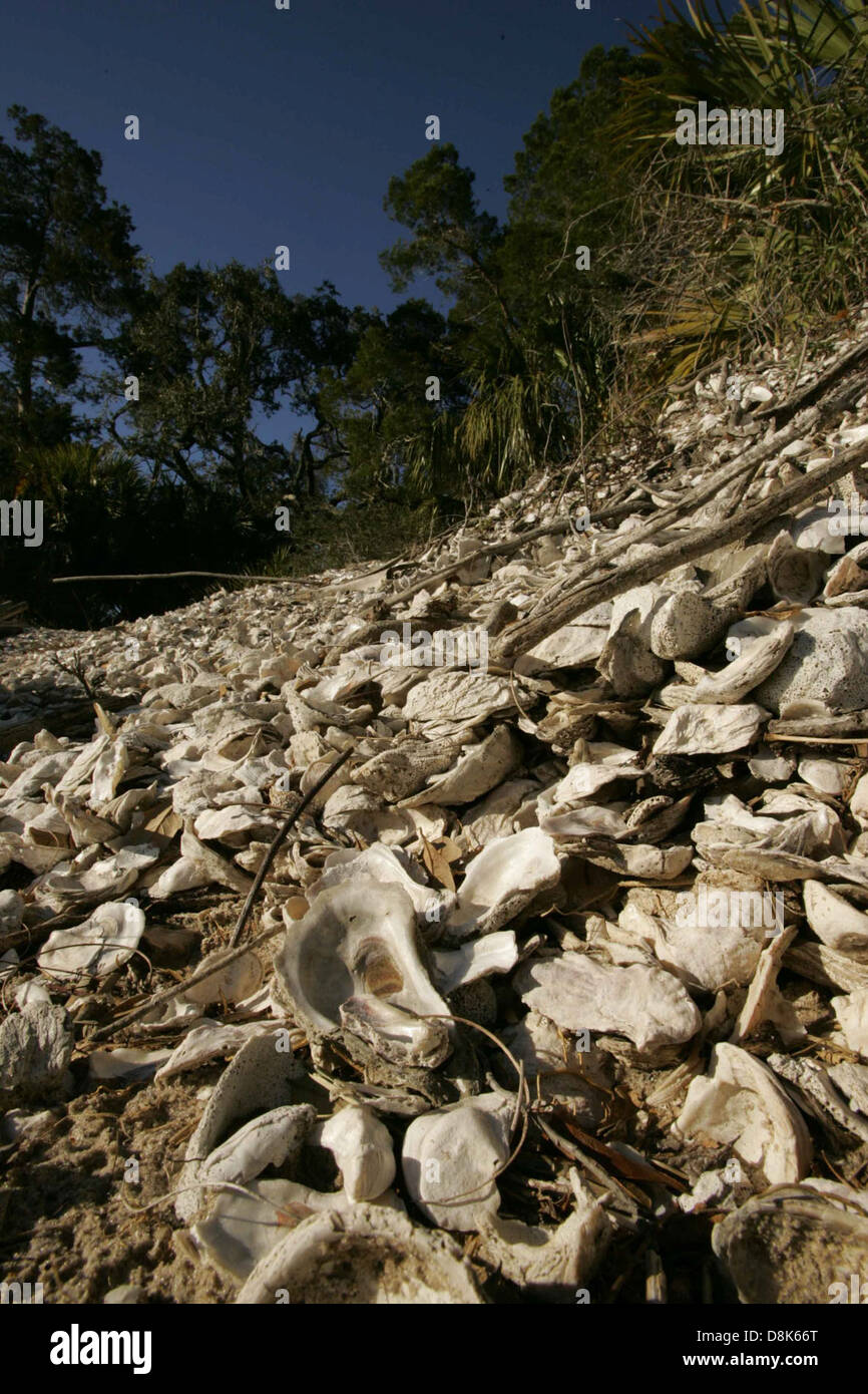 A close-up image of a shell mound, displaying the layers of seashells ...