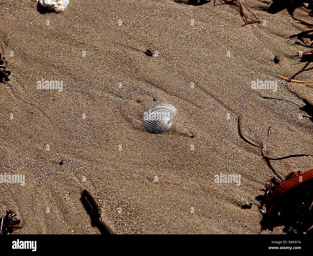A shell washed up on a beach, left behind by the tide. The shell’s ...