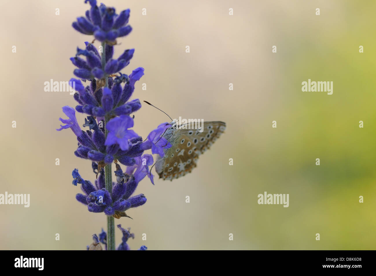Common bleu polyommatus icarus hi-res stock photography and images - Alamy