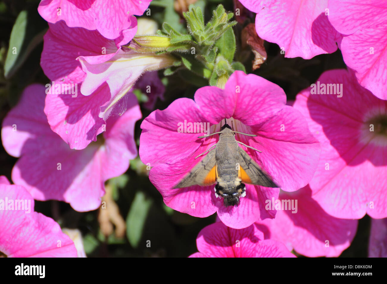 Macroglossum hi-res stock photography and images - Alamy