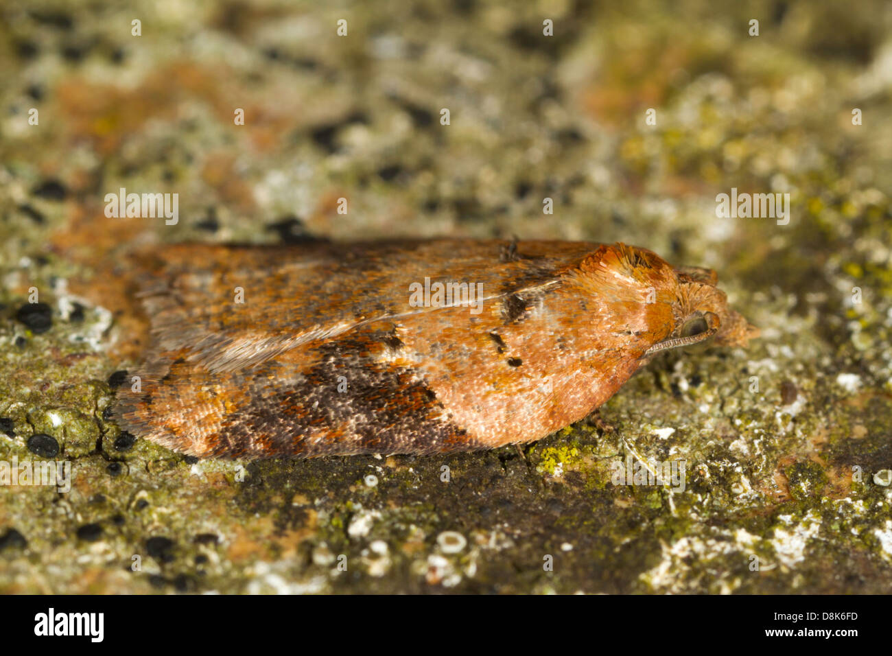 Acleris laterana/comariana - a tortrix moth Stock Photo - Alamy