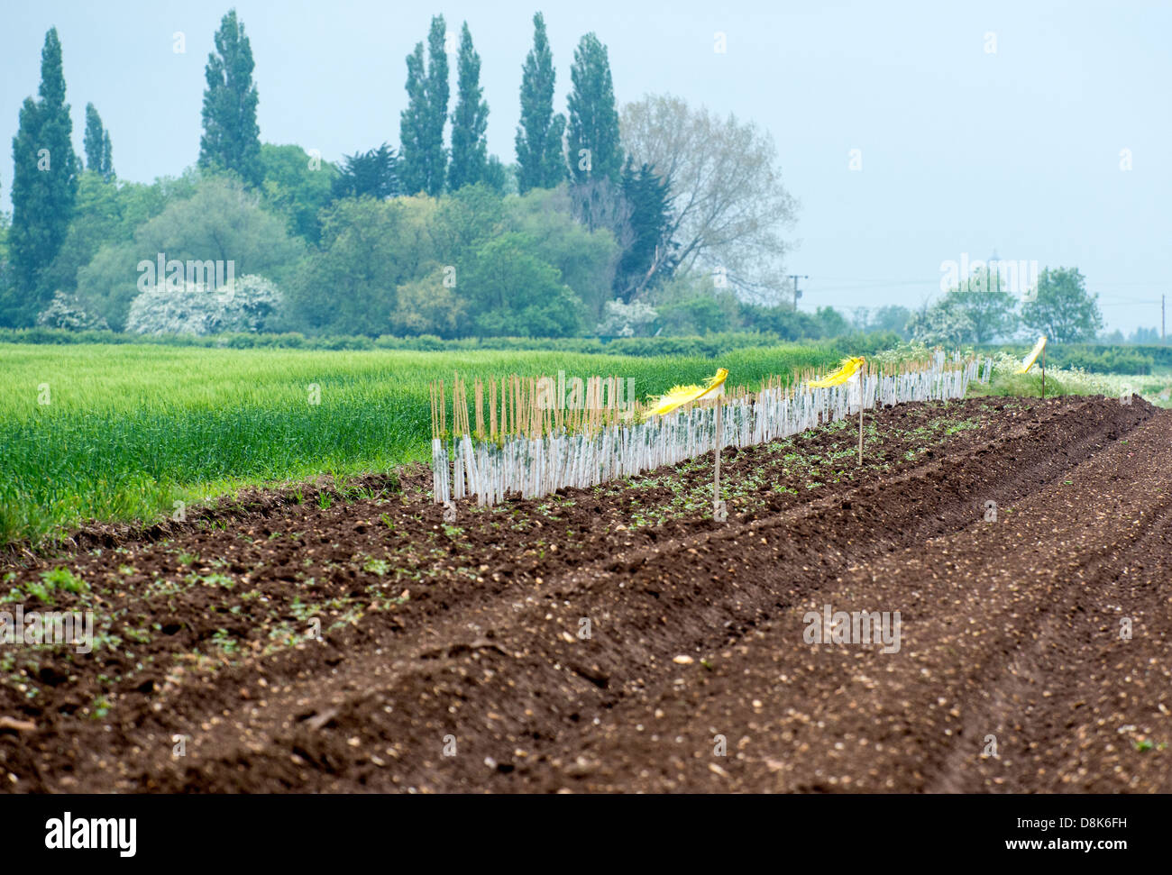 Planting of a hedgerow between two farm fields Stock Photo - Alamy