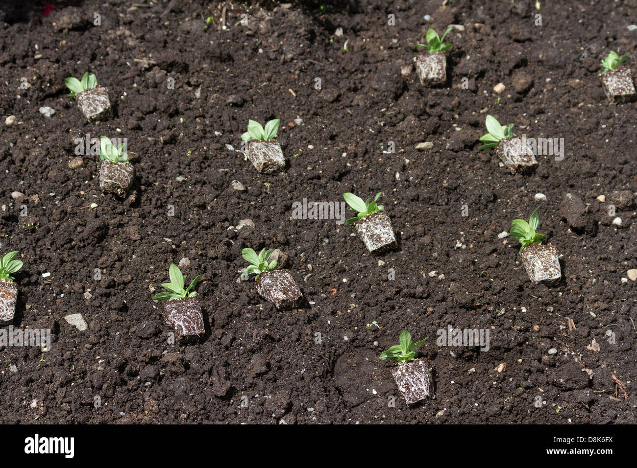 Flower Seedling and dirt for background Stock Photo - Alamy