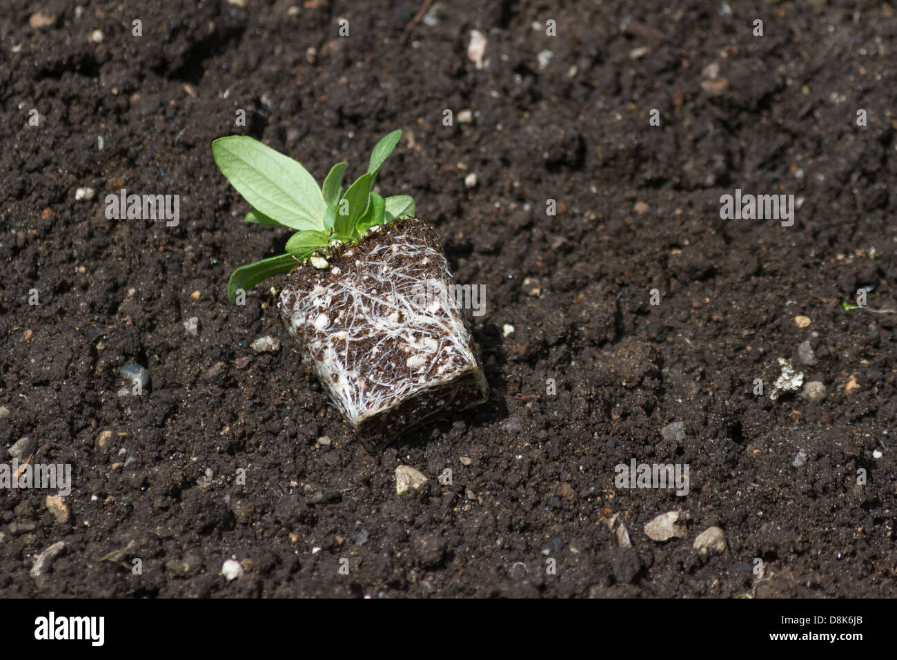 Flower Seedling and dirt for background Stock Photo - Alamy