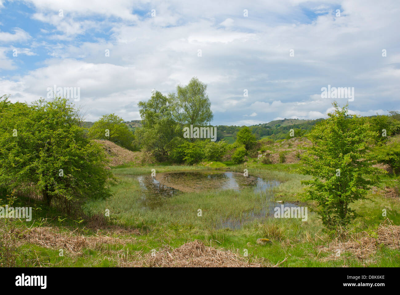 Pool at Barkbooth Lot, a Cumbria Wildlife Trust nature reserve, near ...