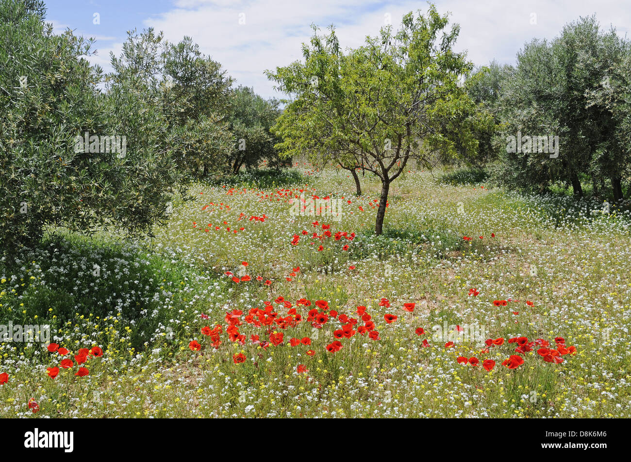 Olivenbaum blume hi-res stock photography and images - Alamy