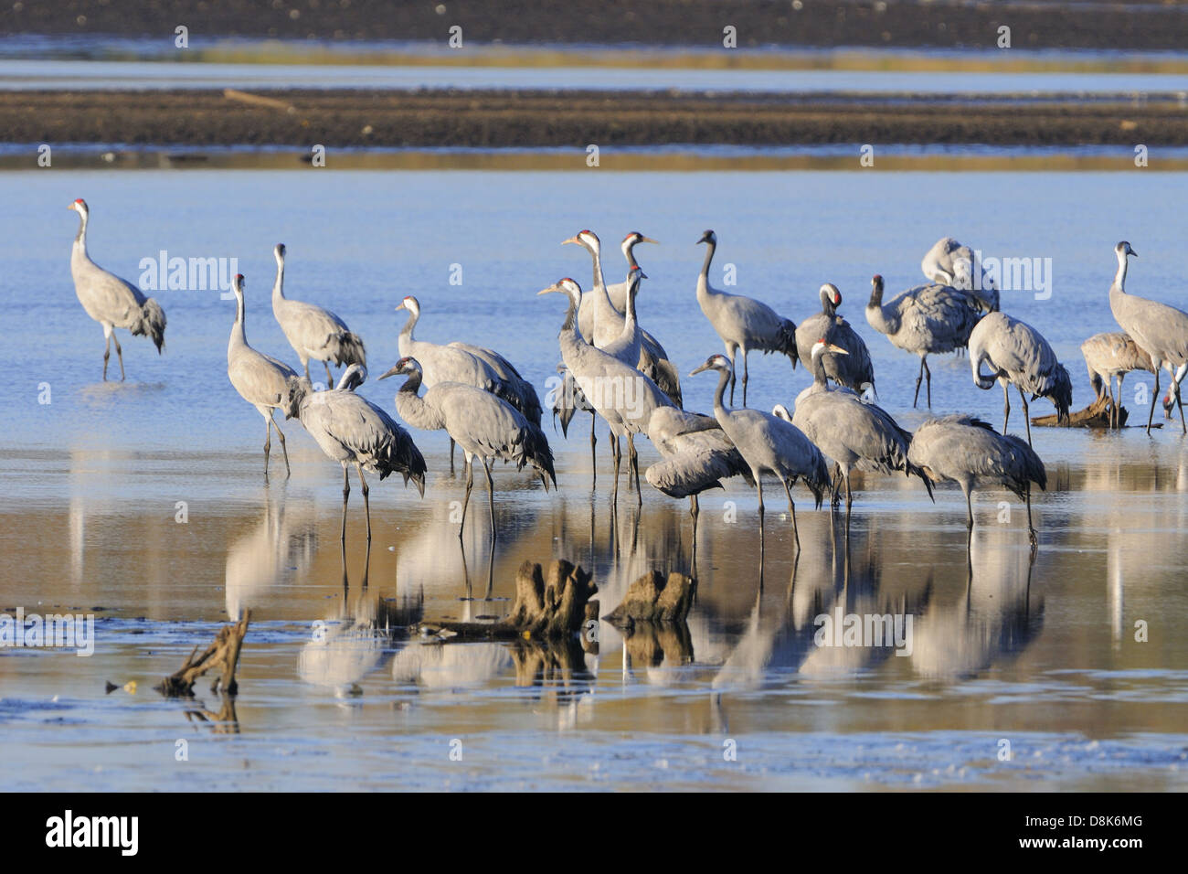 To crane asia hi-res stock photography and images - Alamy