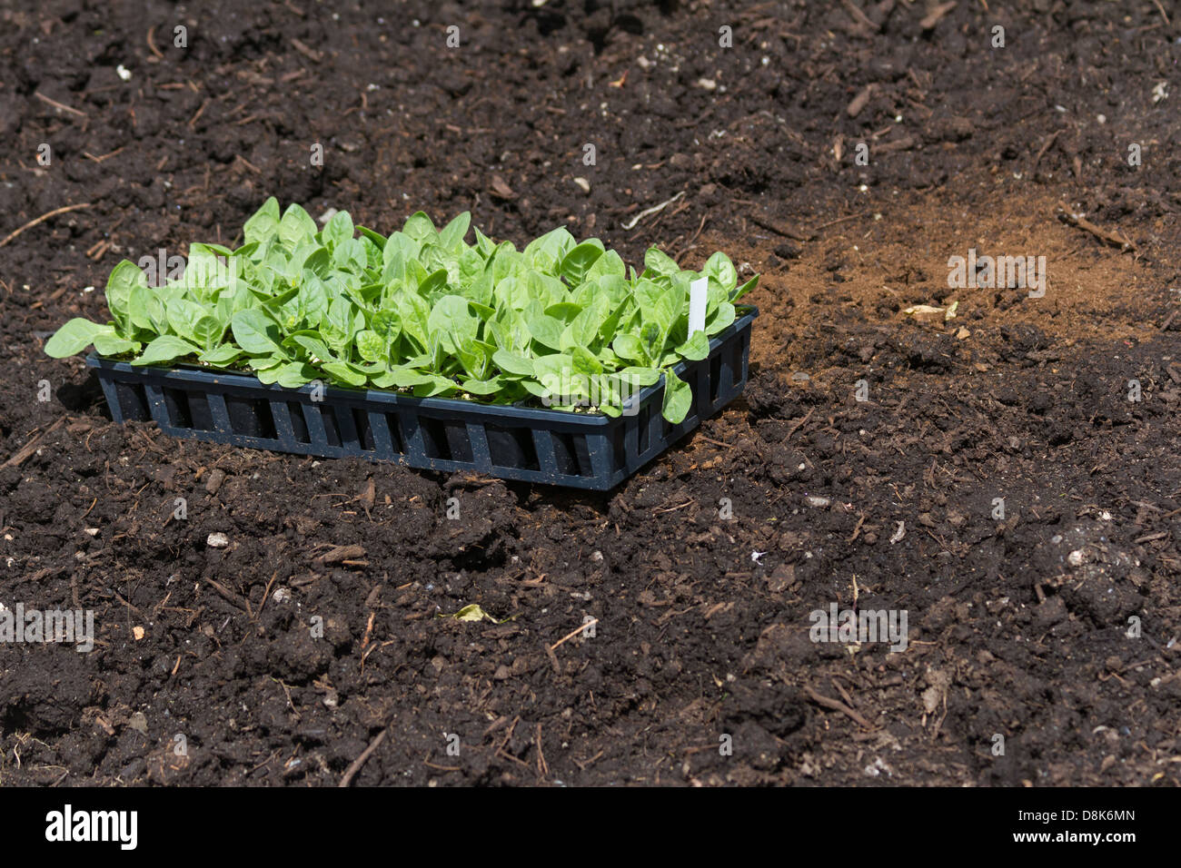 Flower Seedling and dirt for background Stock Photo - Alamy