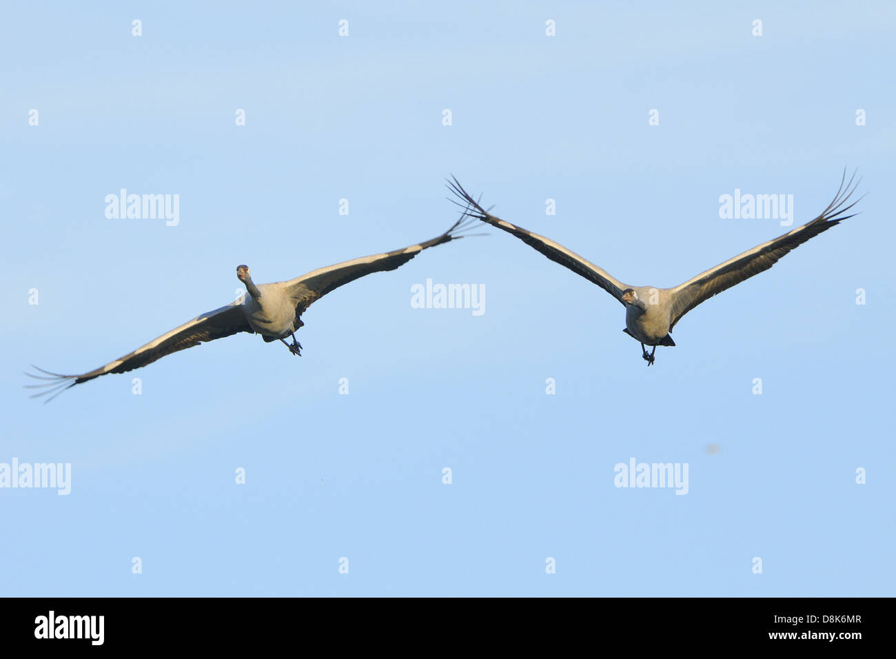 Common european crane fly hi-res stock photography and images - Alamy