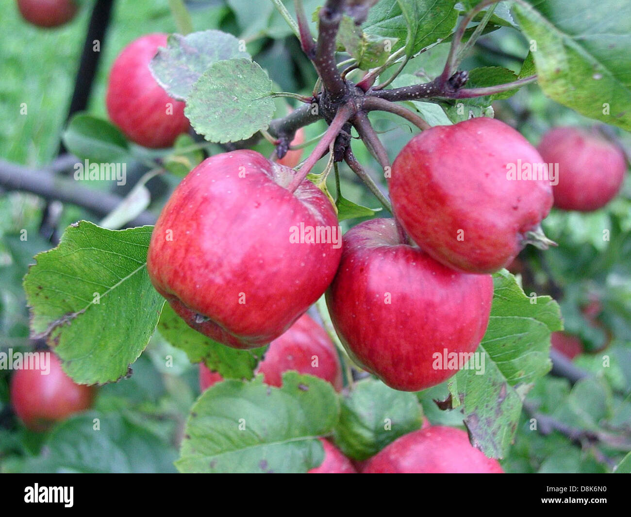 Apple development stages hi-res stock photography and images - Alamy