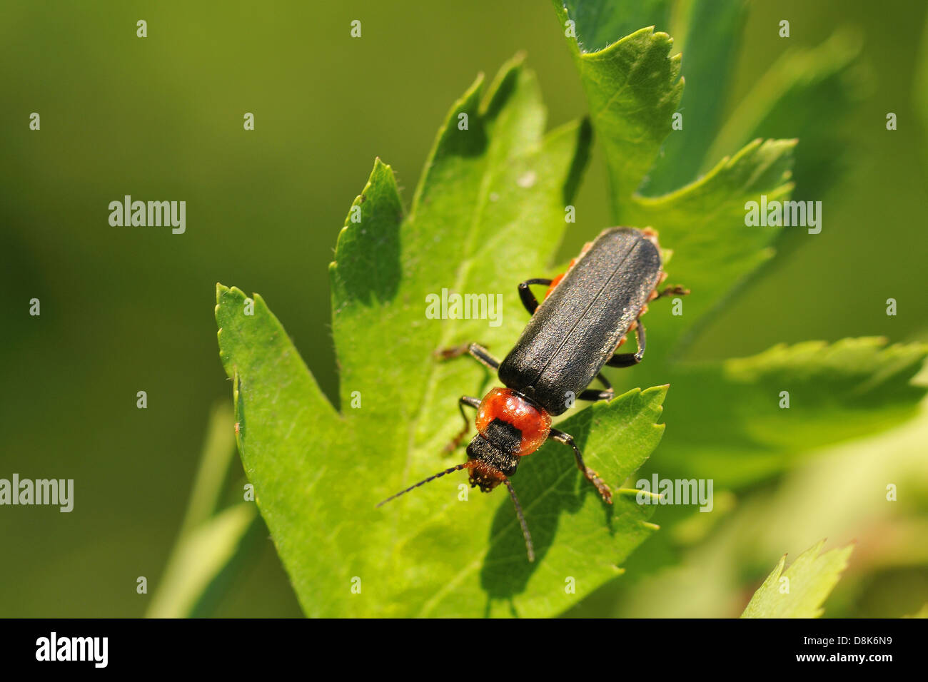 Soldatenkafer cantharis rustica hi-res stock photography and images - Alamy