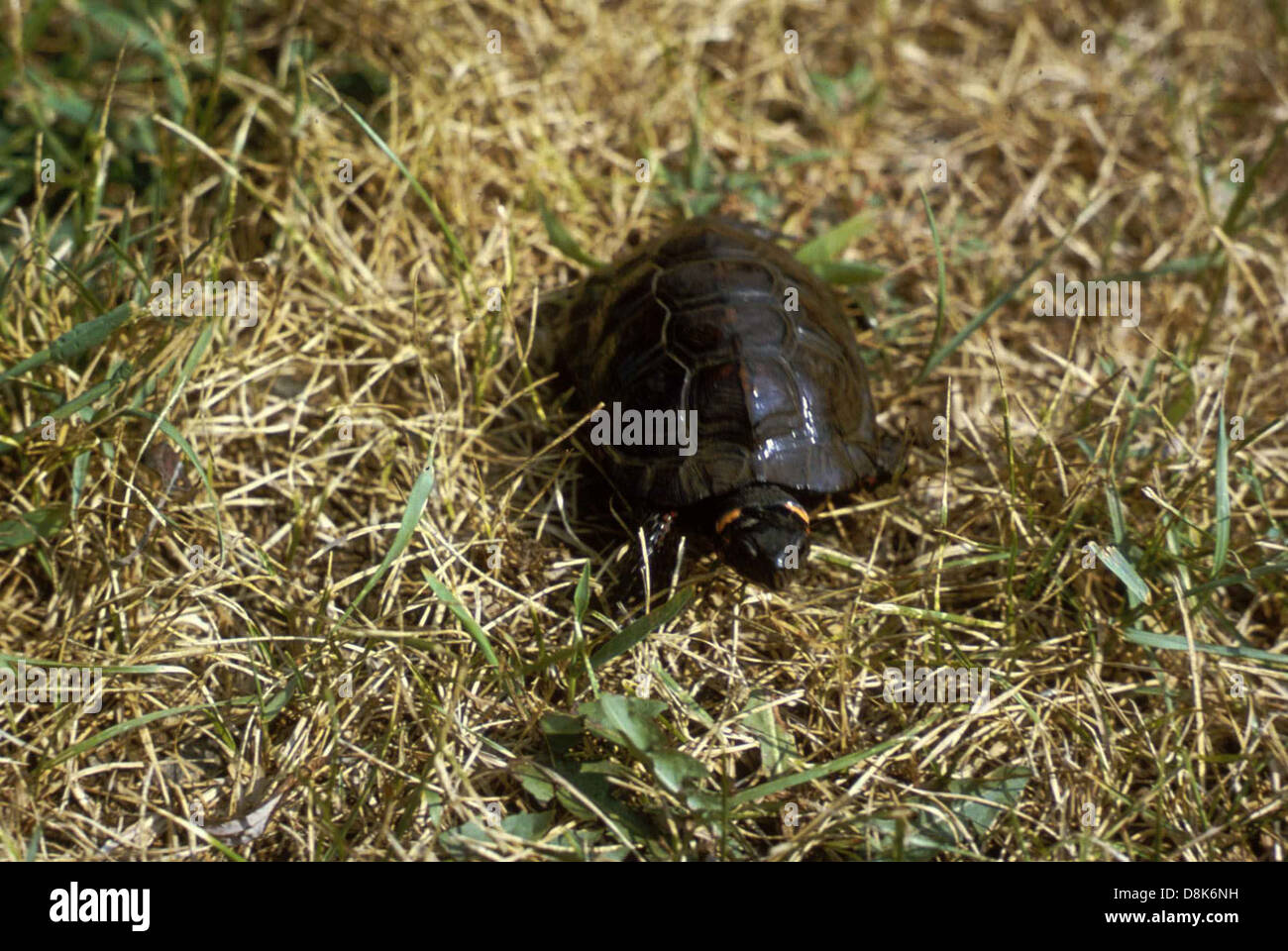 Small bog turtle in grass chemmys muhlenbergii Stock Photo - Alamy