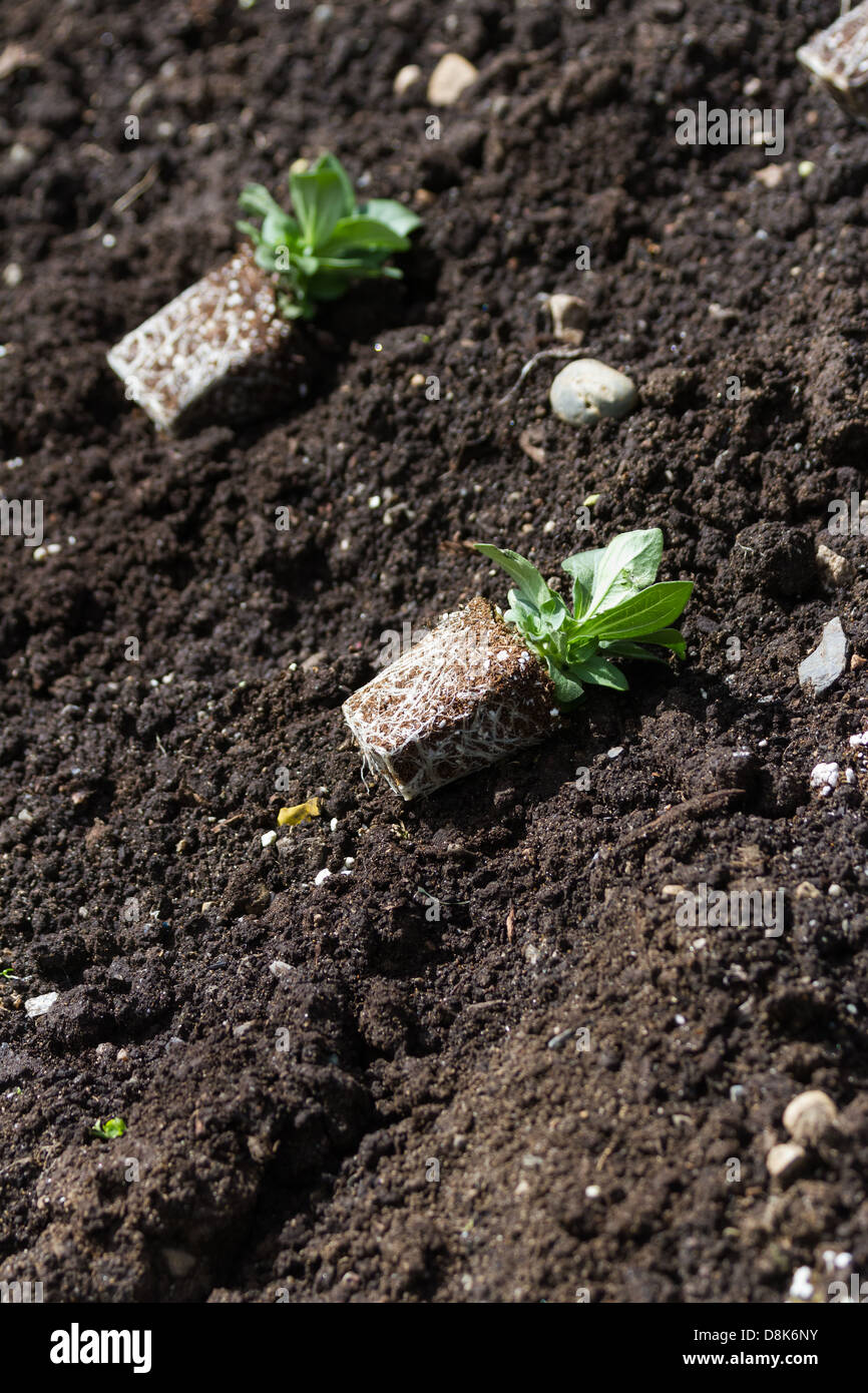 Flower Seedling and dirt for background Stock Photo - Alamy