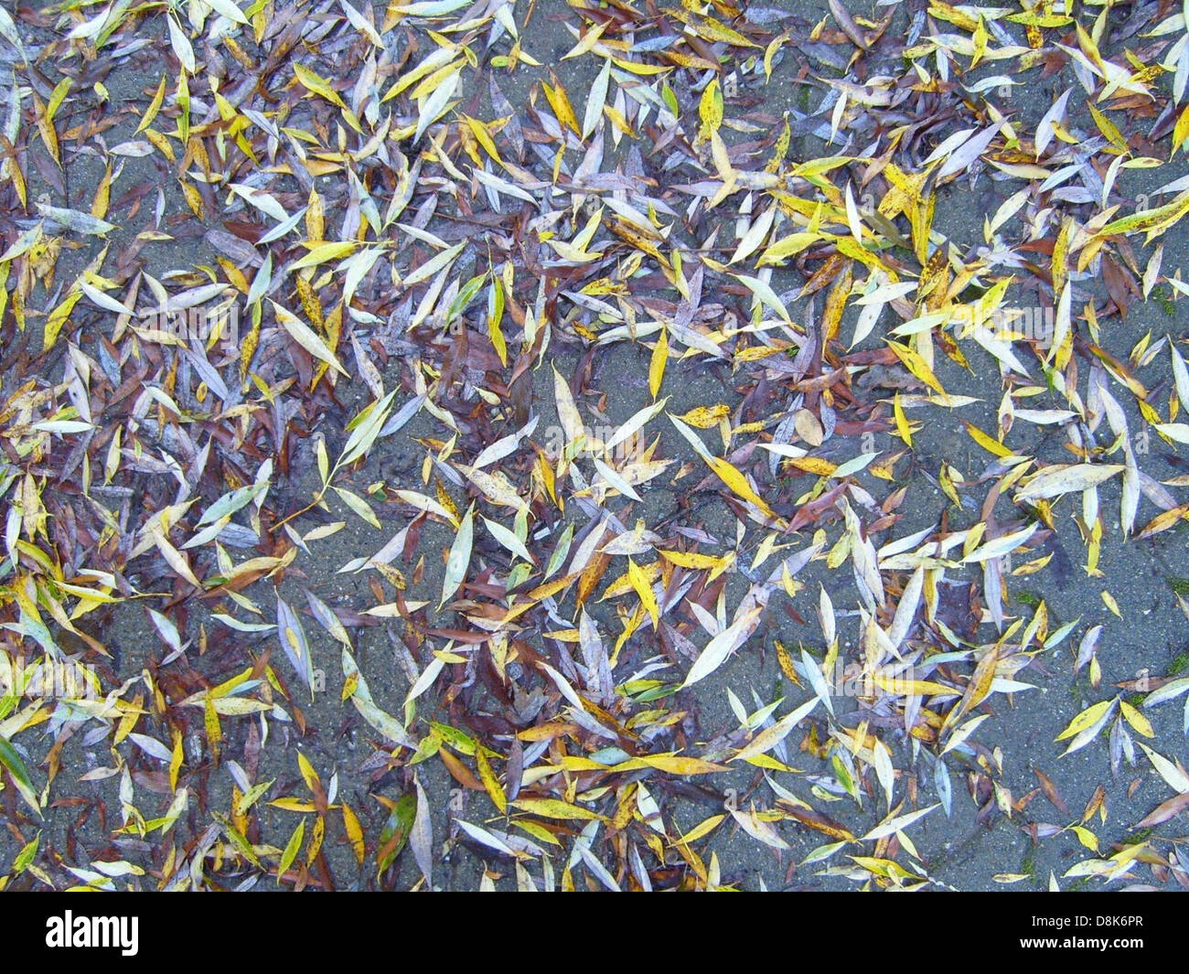 Stages of decomposition hi-res stock photography and images - Alamy