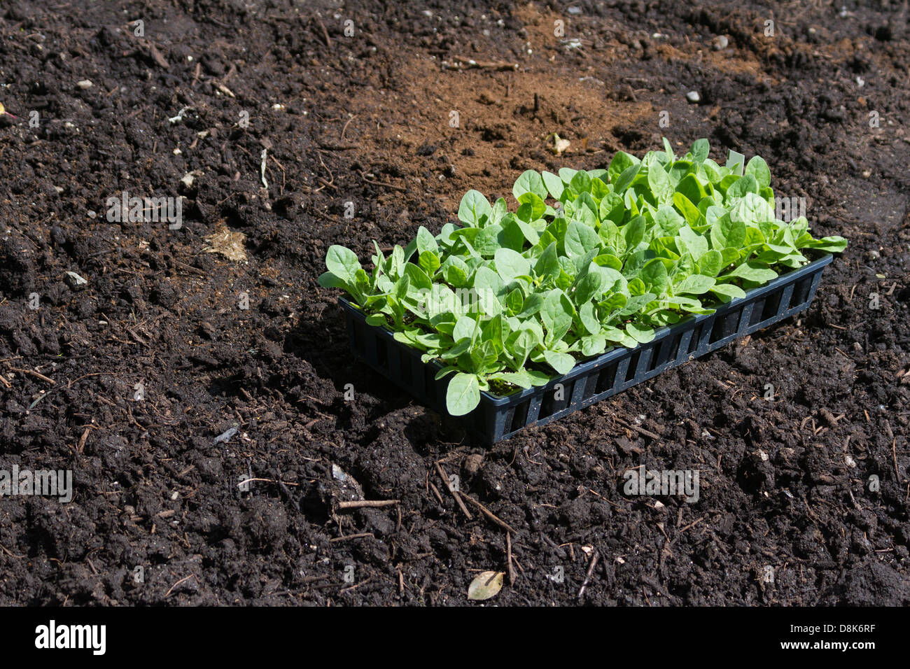 Flower Seedling and dirt for background Stock Photo - Alamy