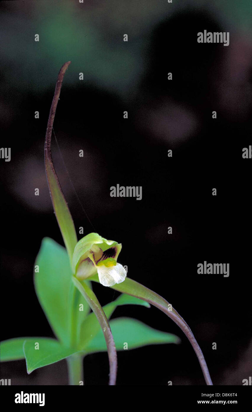 An image of a Small Whorled Pogonia orchid (Isotria verticillata), a ...