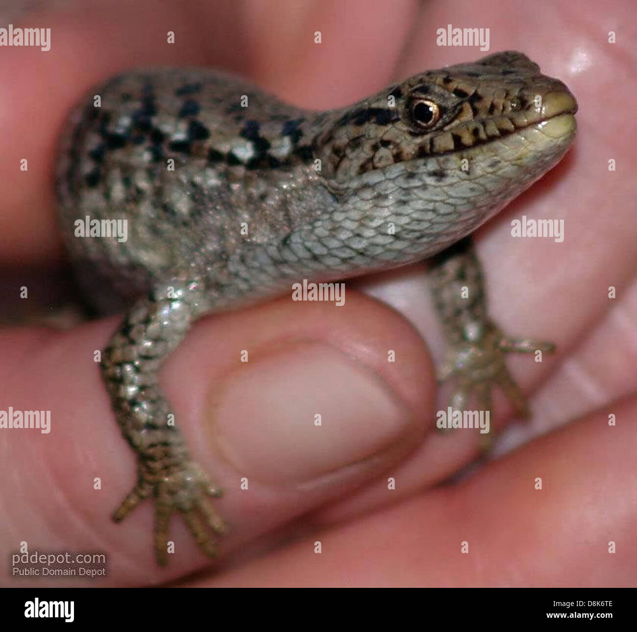 A lizard with a slight 'smile,' captured in a natural pose. The image ...