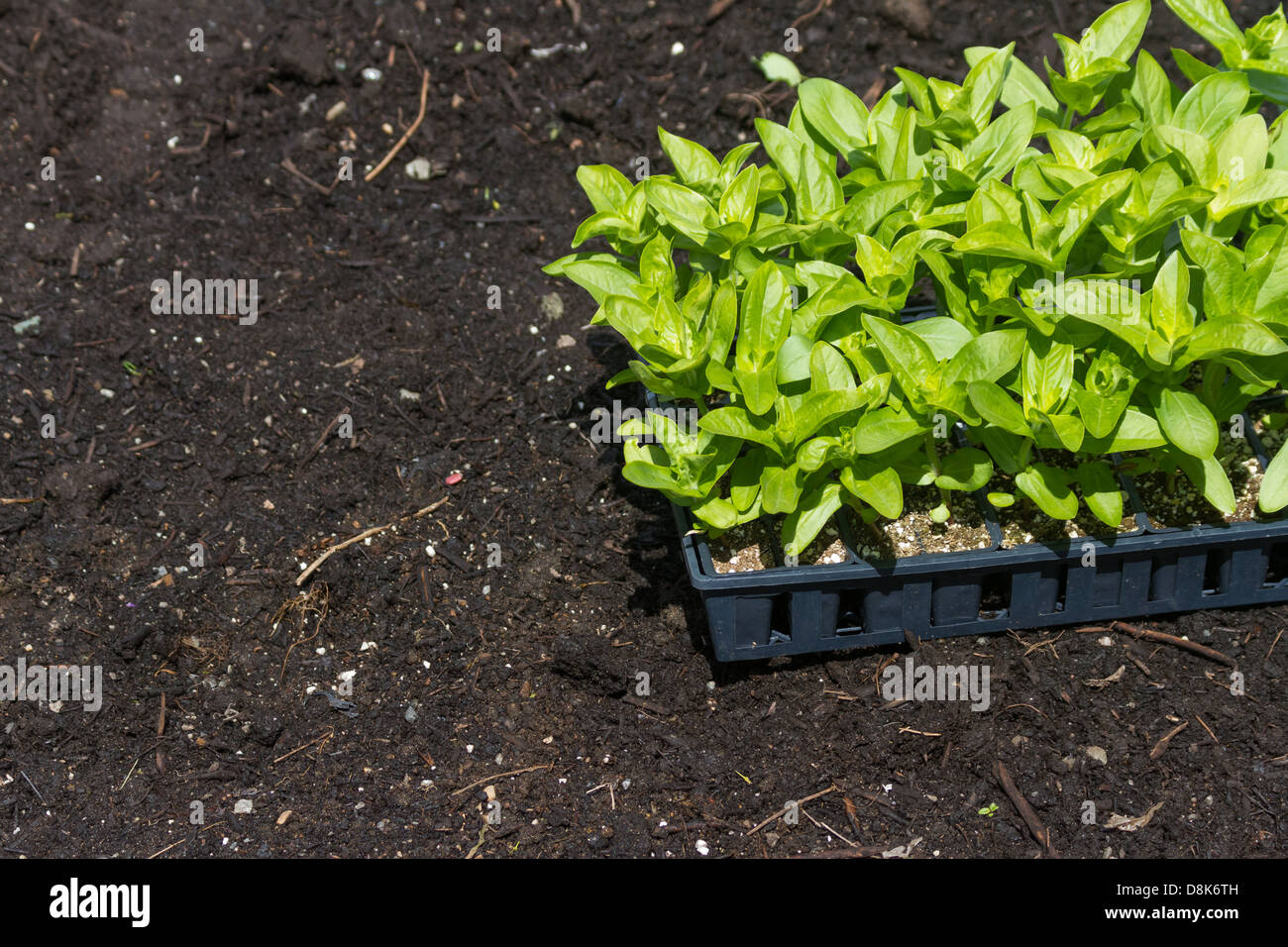 Flower Seedling and dirt for background Stock Photo - Alamy