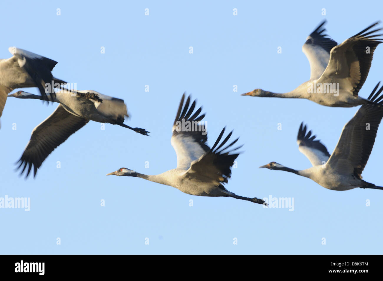 Common european crane fly hi-res stock photography and images - Alamy