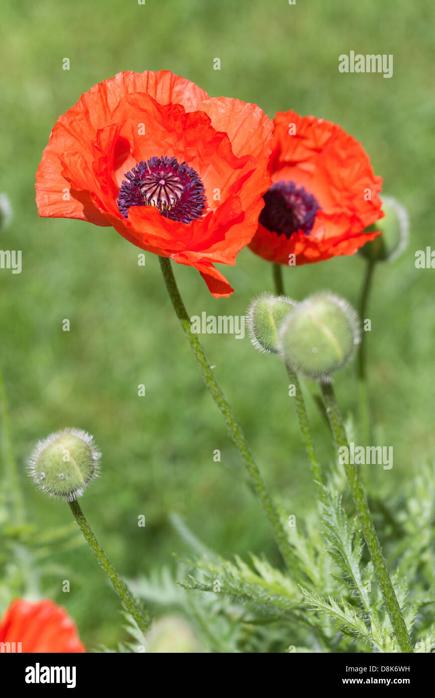 Red Poppy flower close up Stock Photo - Alamy