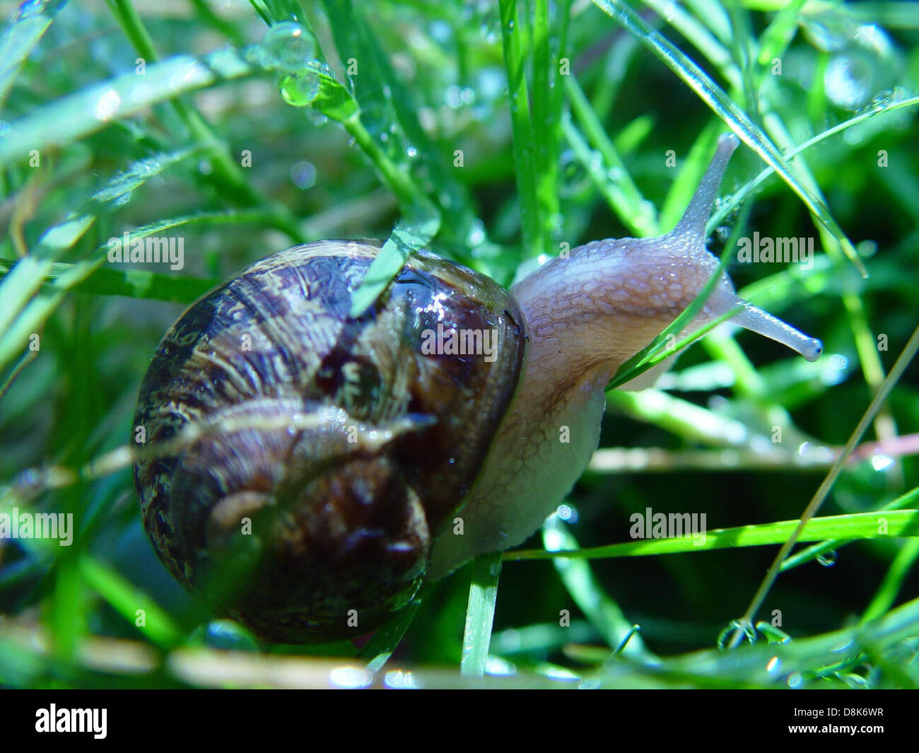 A snail slowly crawls over grass, with its spiral shell clearly visible. The close-up shot ...