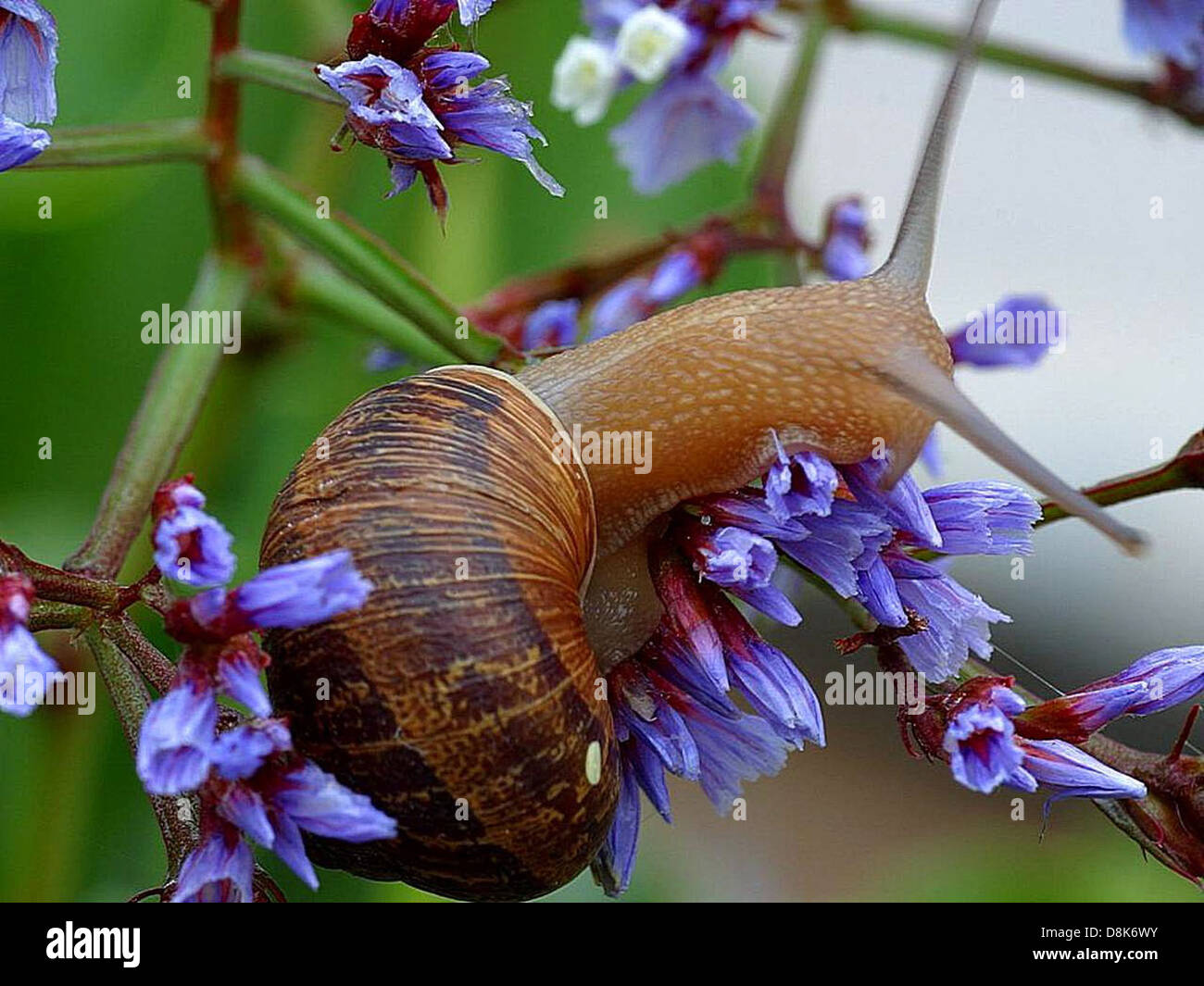Snail in tree Stock Photo - Alamy