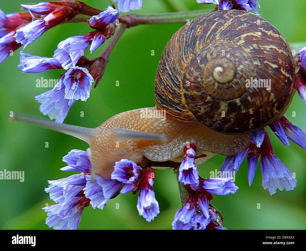 This image features a snail on a cluster of flowers. The snail's spiral ...