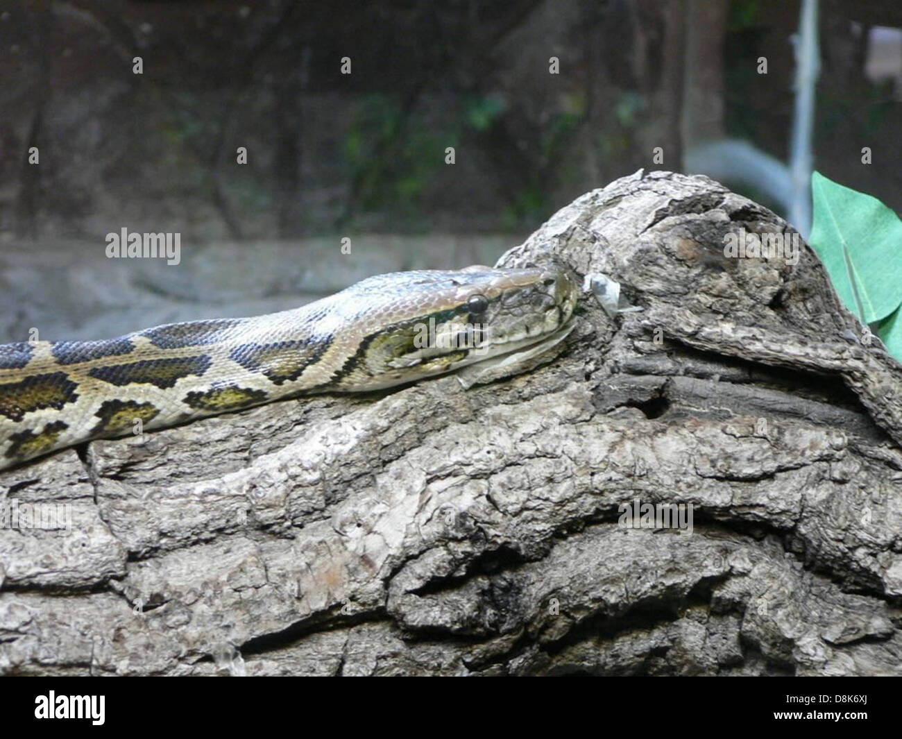 A close-up shot of a snake's head, highlighting its sharp eyes, scaled ...