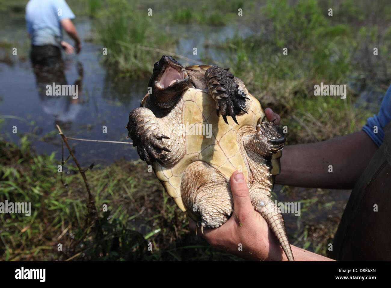 A close-up image of a snapping turtle (Chelydra serpentina), a species ...