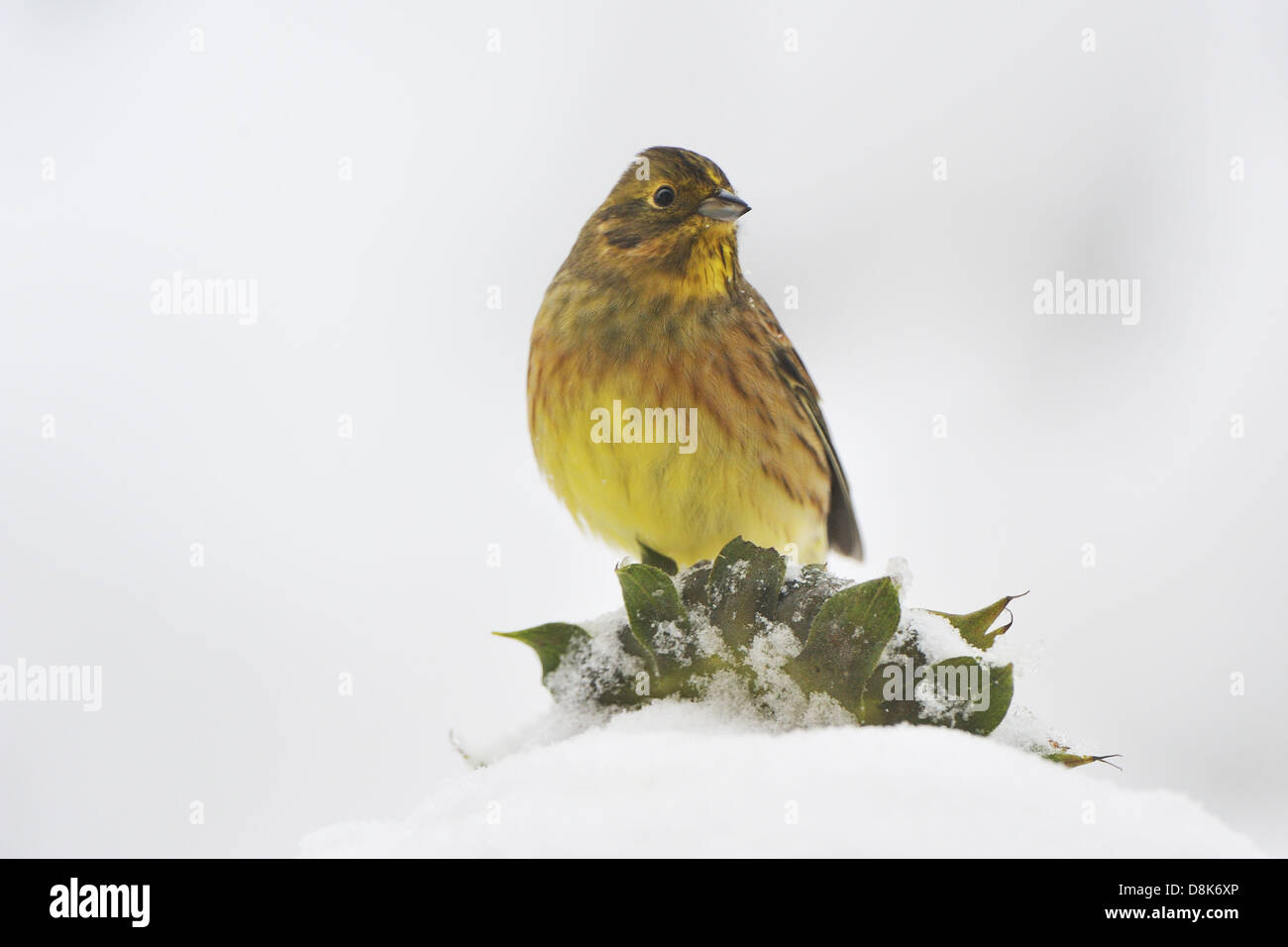 Yellowhammer female hi-res stock photography and images - Alamy