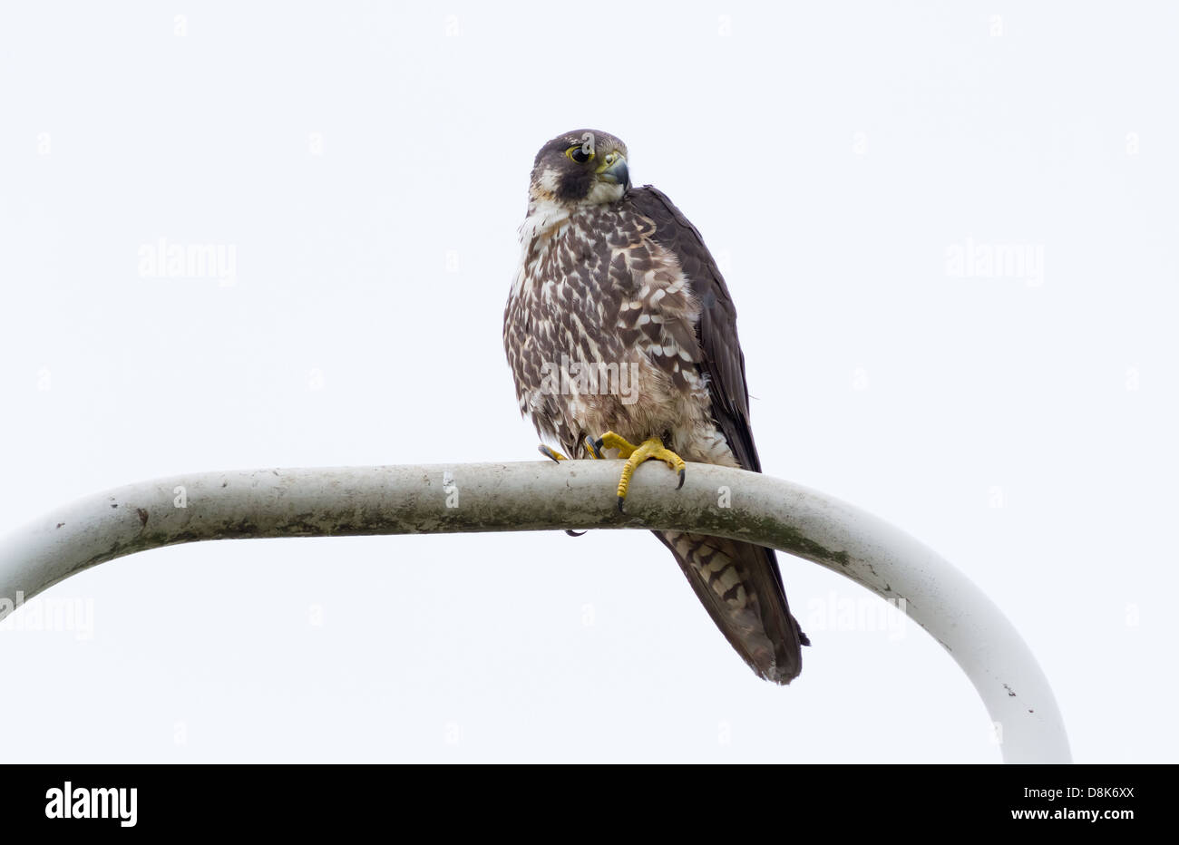 Peregrine Falcom, bird of prey Stock Photo - Alamy