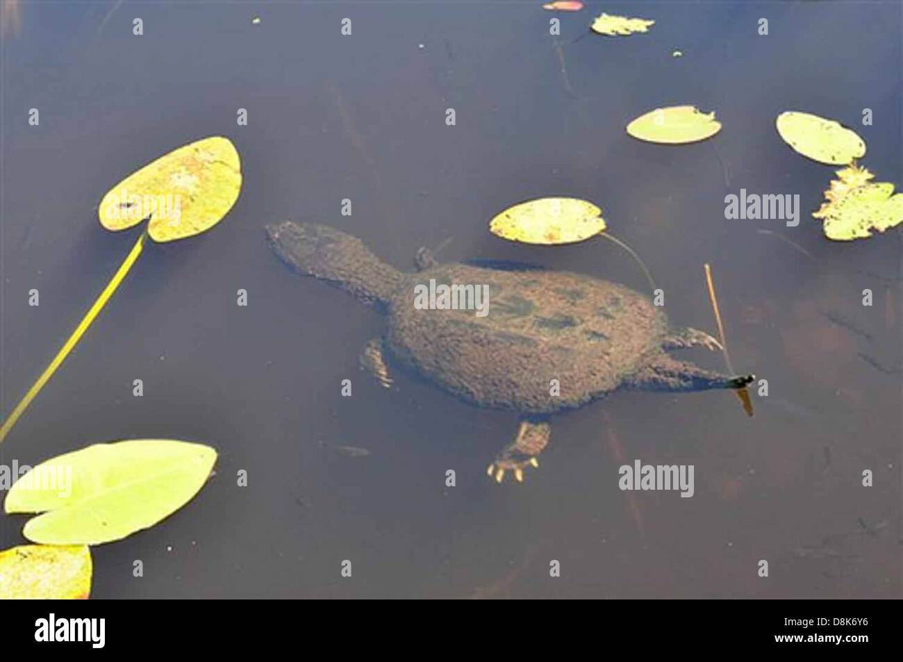 Snapping Turtle Photo High Resolution Stock Photography and Images - Alamy